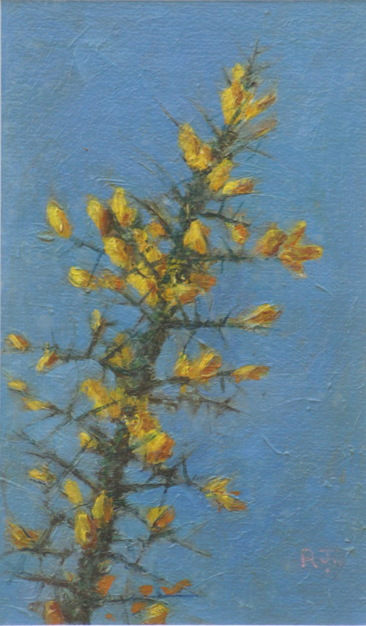 Gorse - Robert Jones